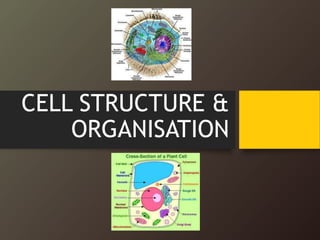 Cell structure & organisation | PPTX