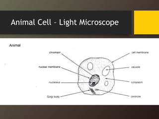 Cell structure & organisation | PPTX