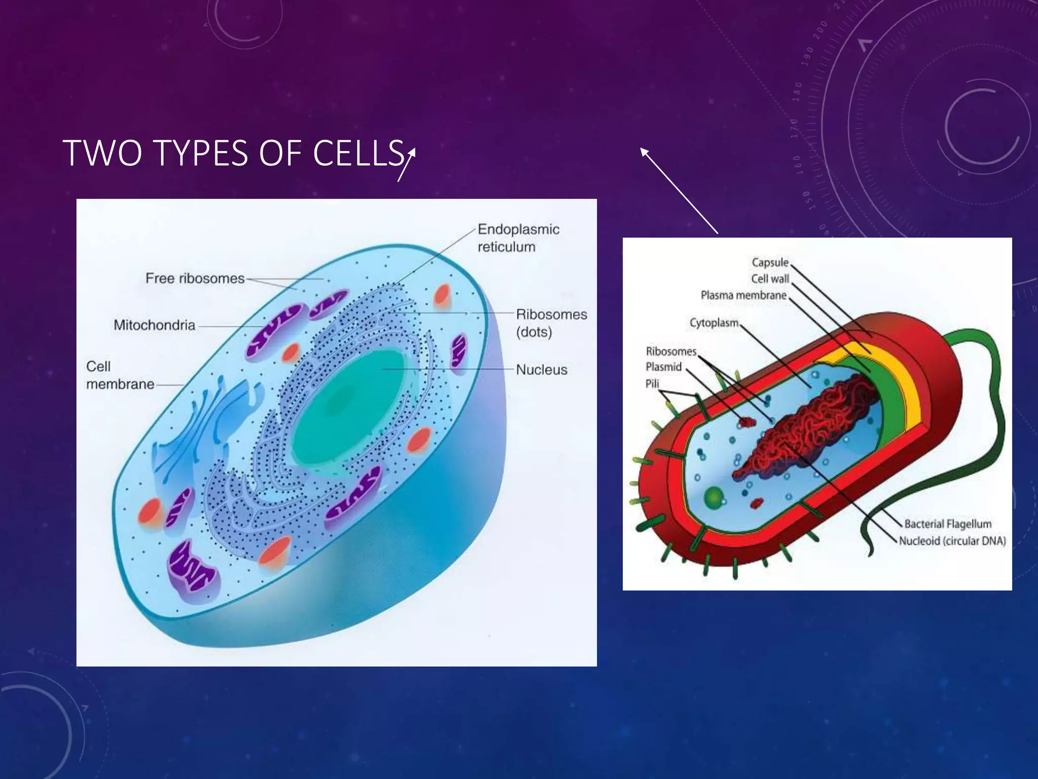 Cell structure _ppt | PPT