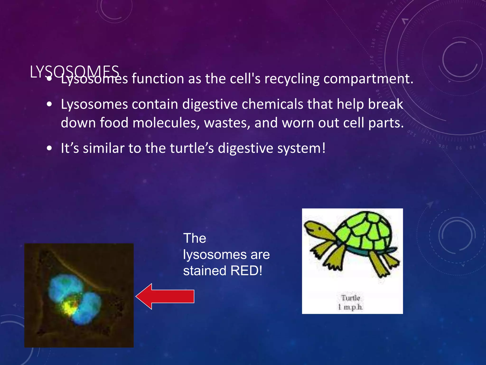Cell Structure Ppt Ppt