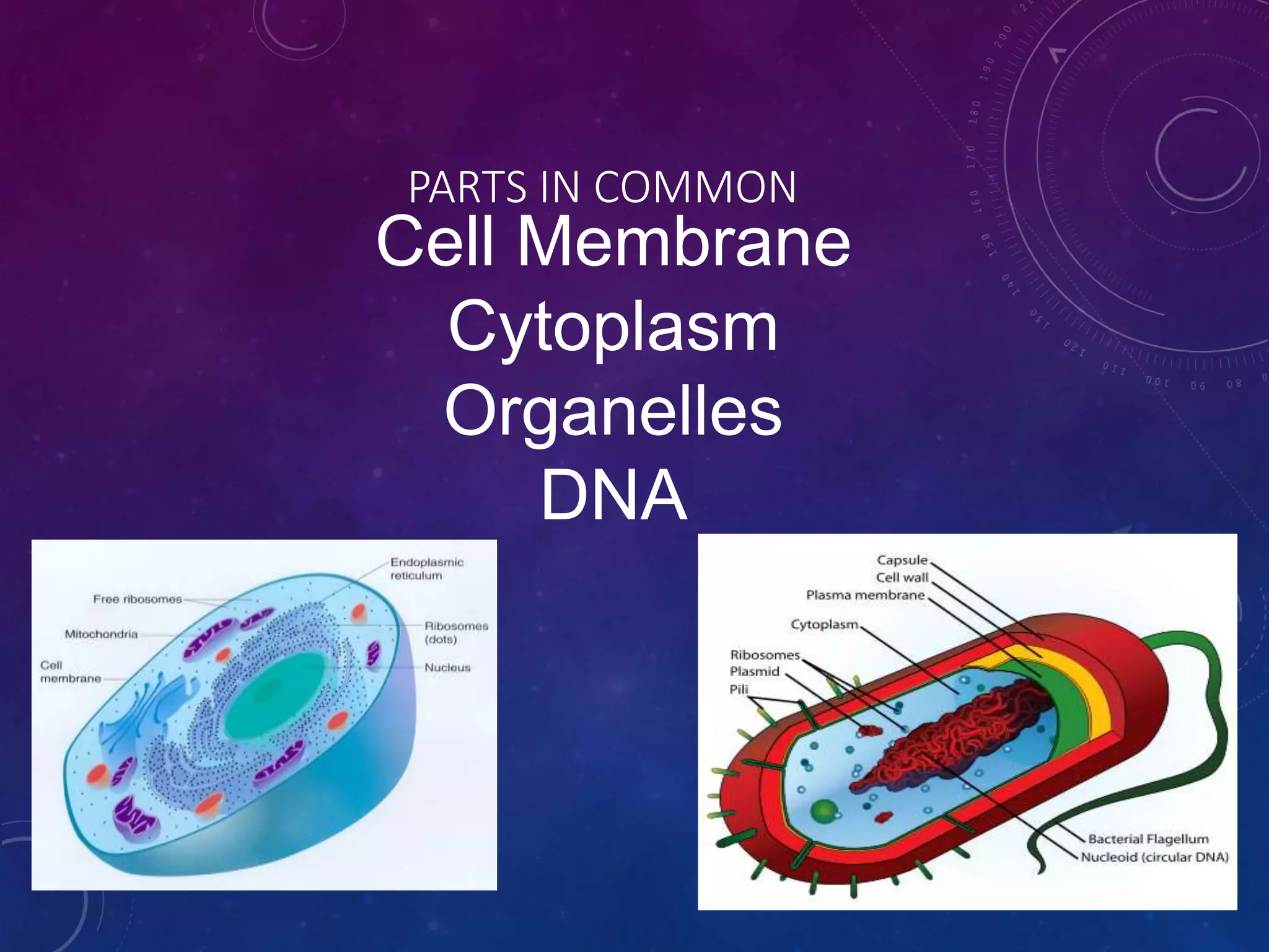 Cell structure _ppt | PPT