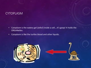 Cell structure _ppt | PPT