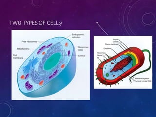 Cell structure _ppt | PPT