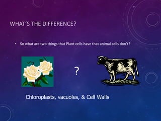 Cell structure _ppt | PPT
