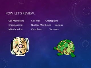 Cell structure _ppt | PPT | Free Download