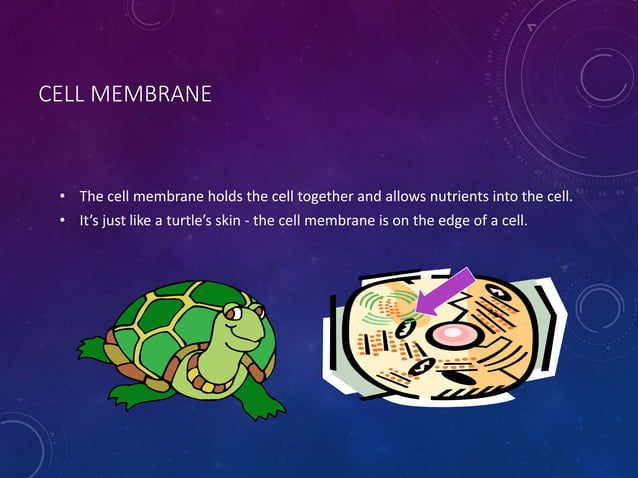 Cell structure _ppt | PPT