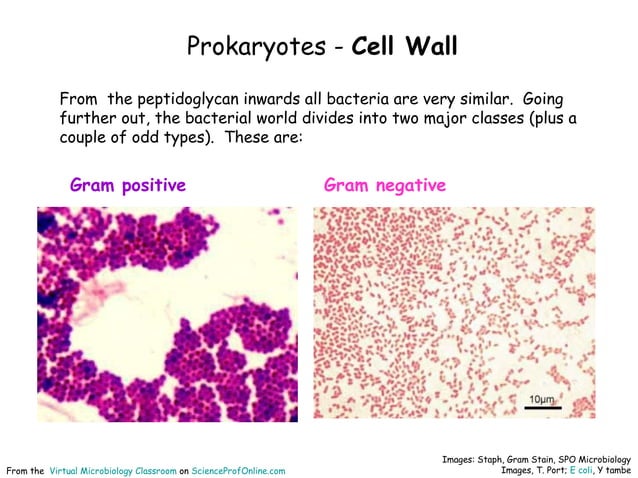 Cell structure prokaryotes_vmc | PPT