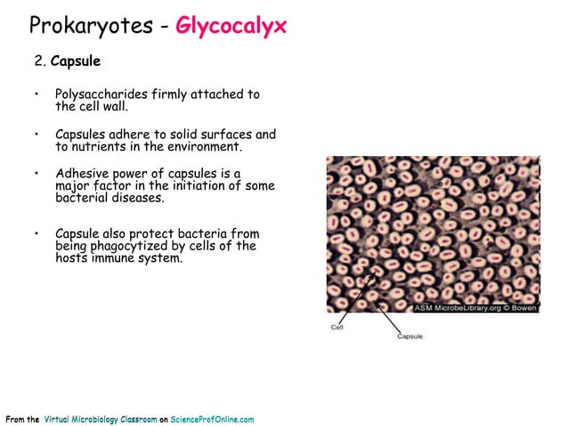 Cell structure prokaryotes_vmc | PPT