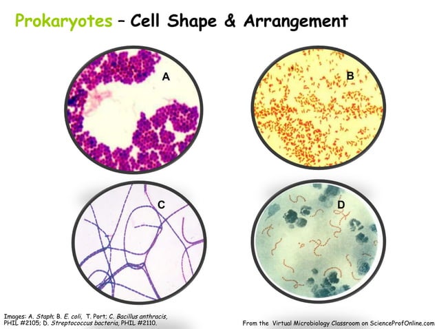 Cell structure prokaryotes_vmc | PPT