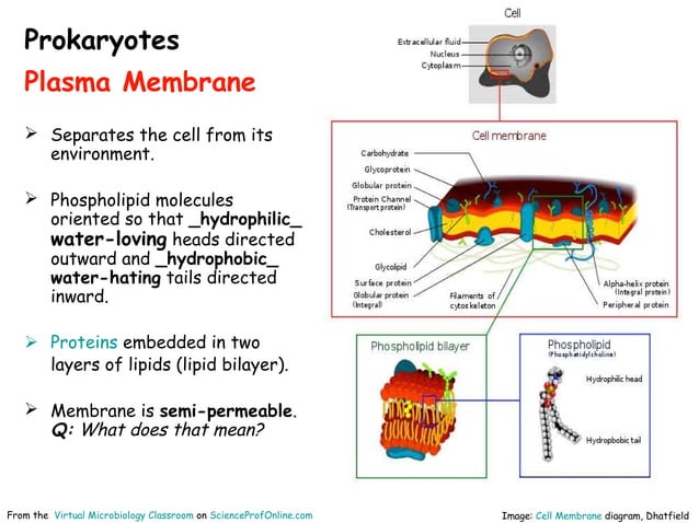 Cell structure prokaryotes_vmc | PPT