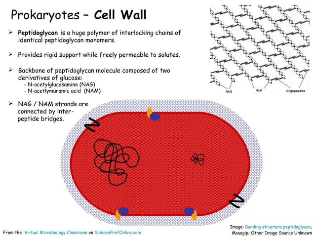 Cell structure prokaryotes_vmc | PPT