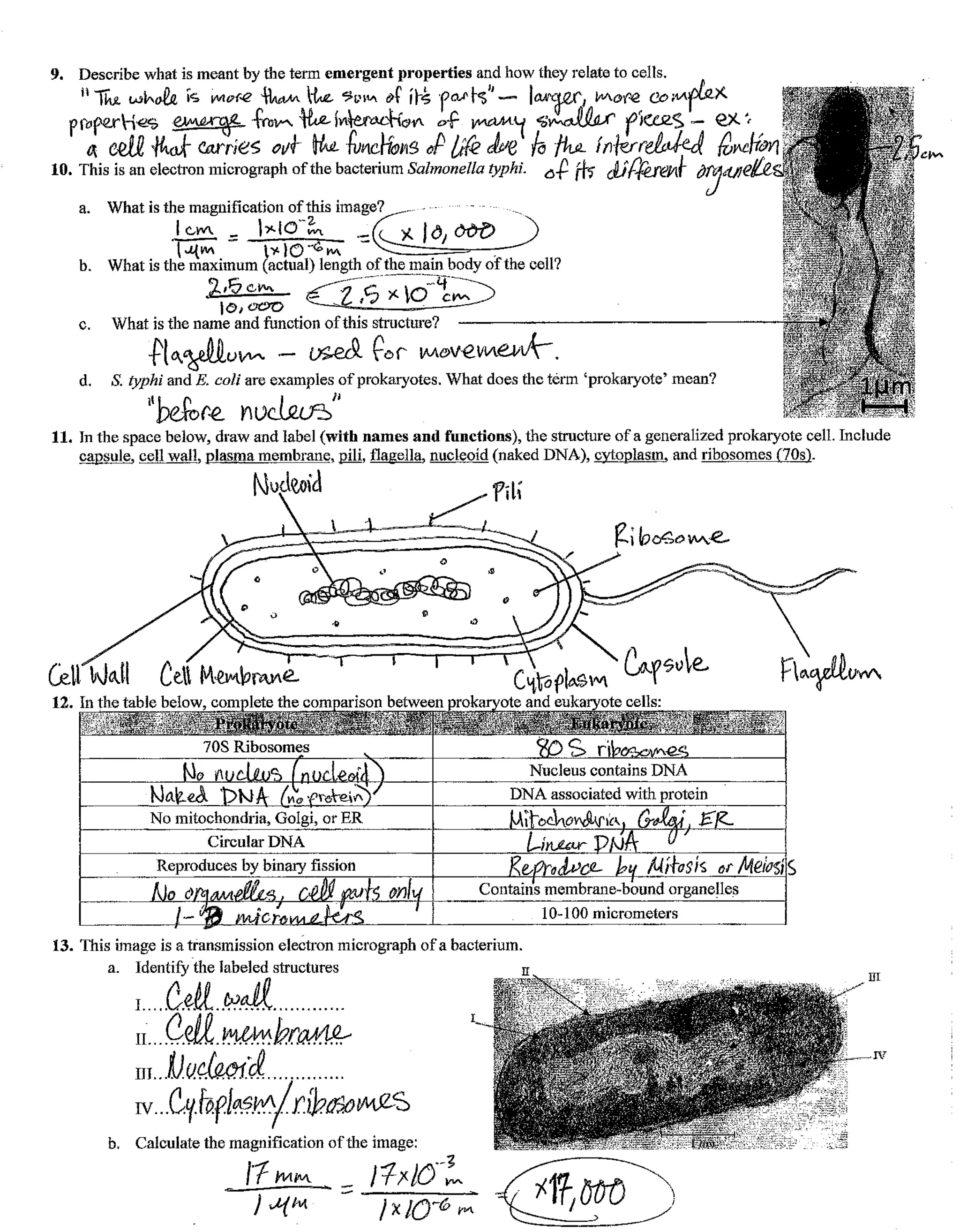 IB Cell Structure Review Key (1.1-1.2) | PDF
