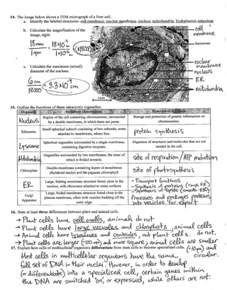 IB Cell Structure Review Key (1.1-1.2) | PDF