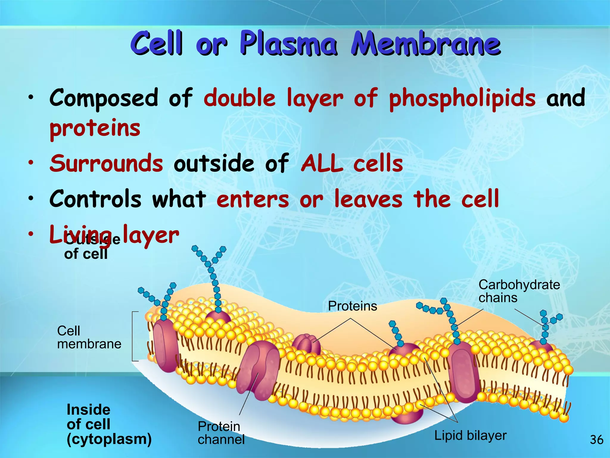Cell structure revised | PPT | Biological Sciences | Science