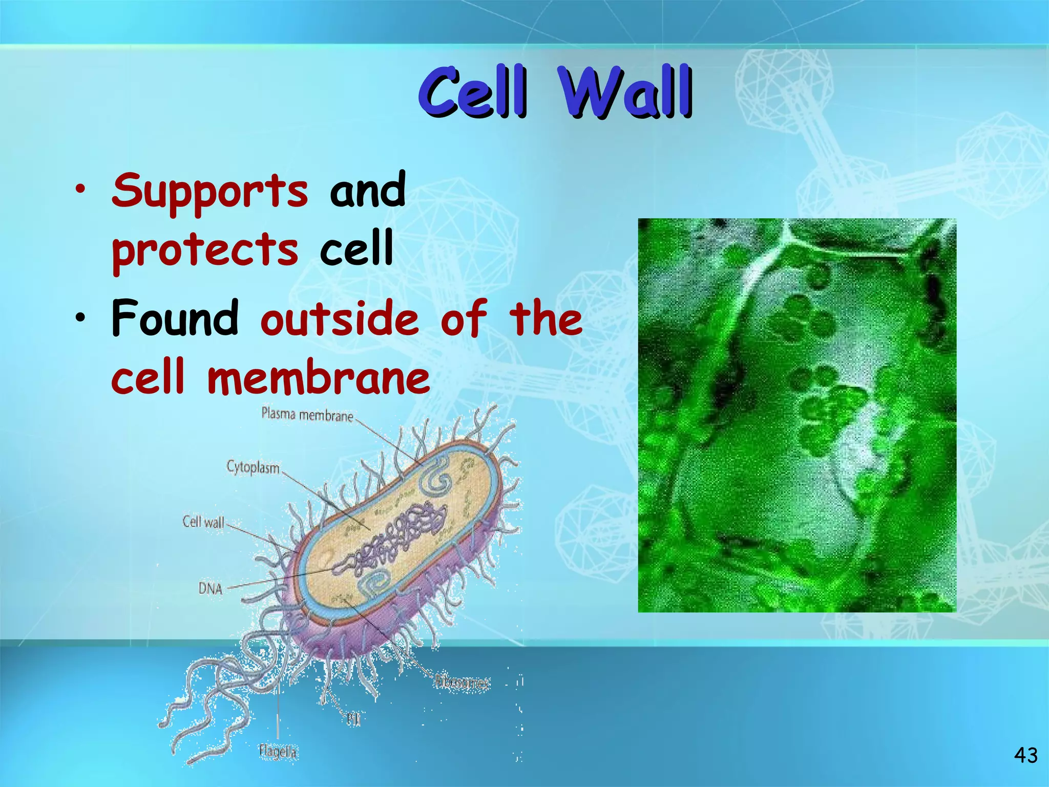 Cell structure revised | PPT | Biological Sciences | Science