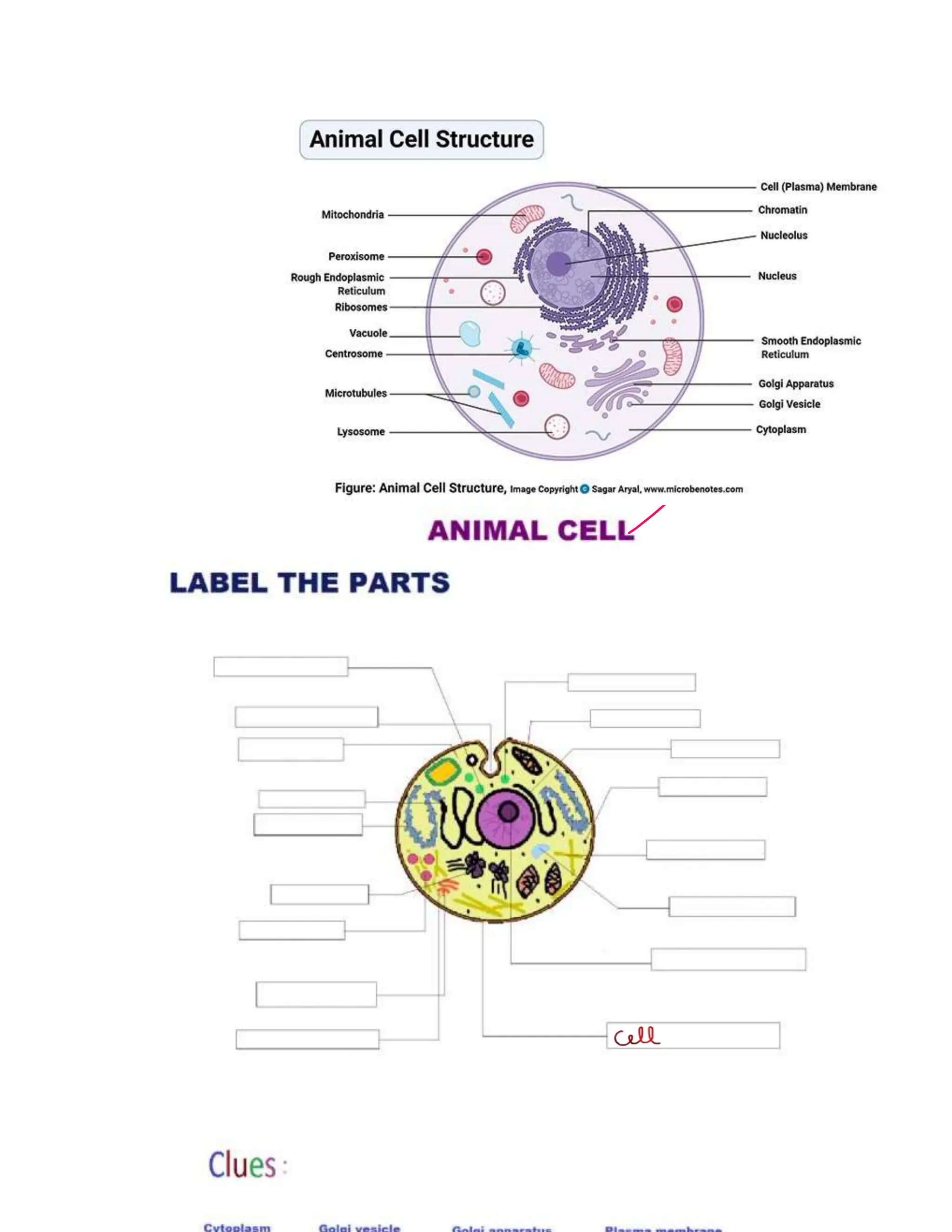 cell structure revision questions.do cx | DOCX | Biological Sciences ...