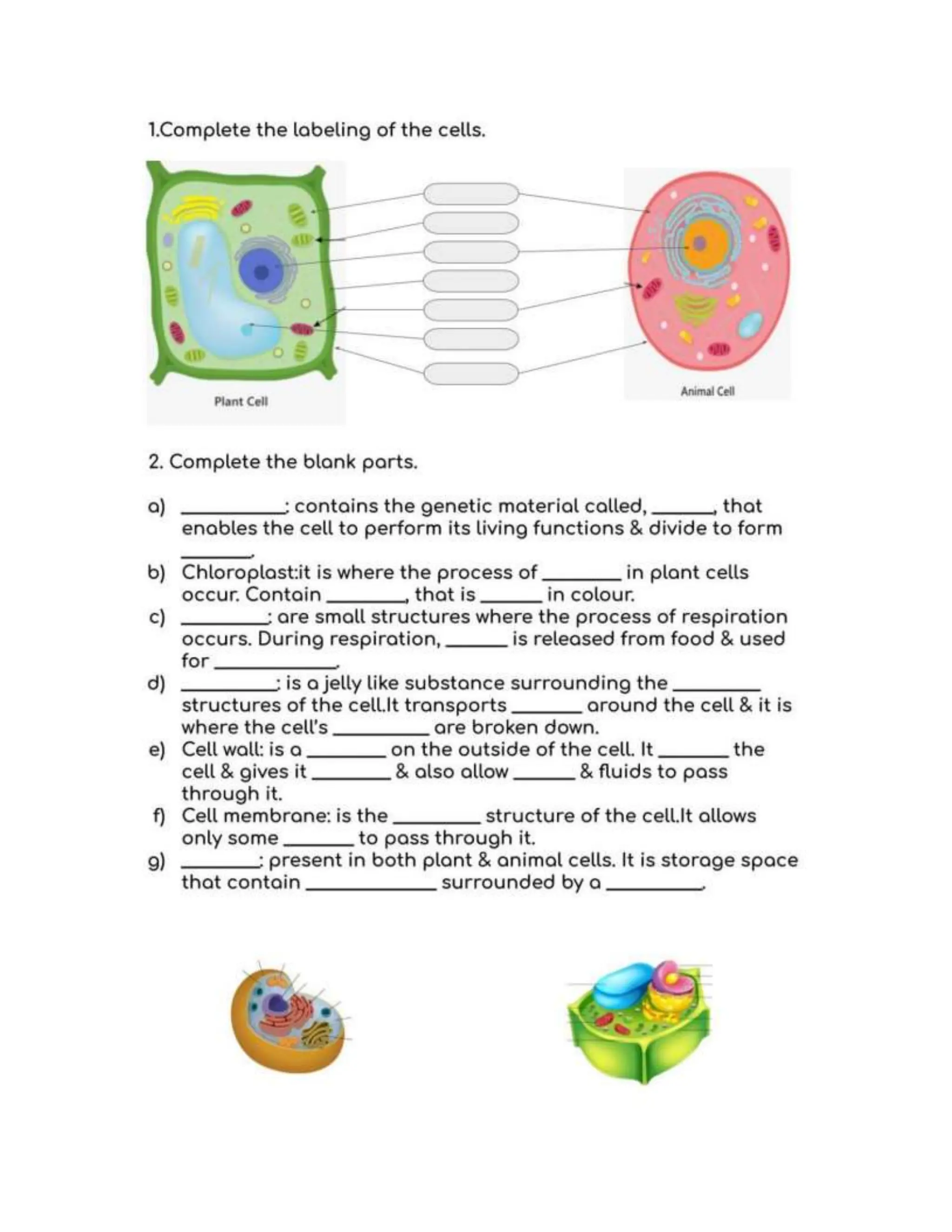 cell structure revision questions.do cx | DOCX | Biological Sciences ...