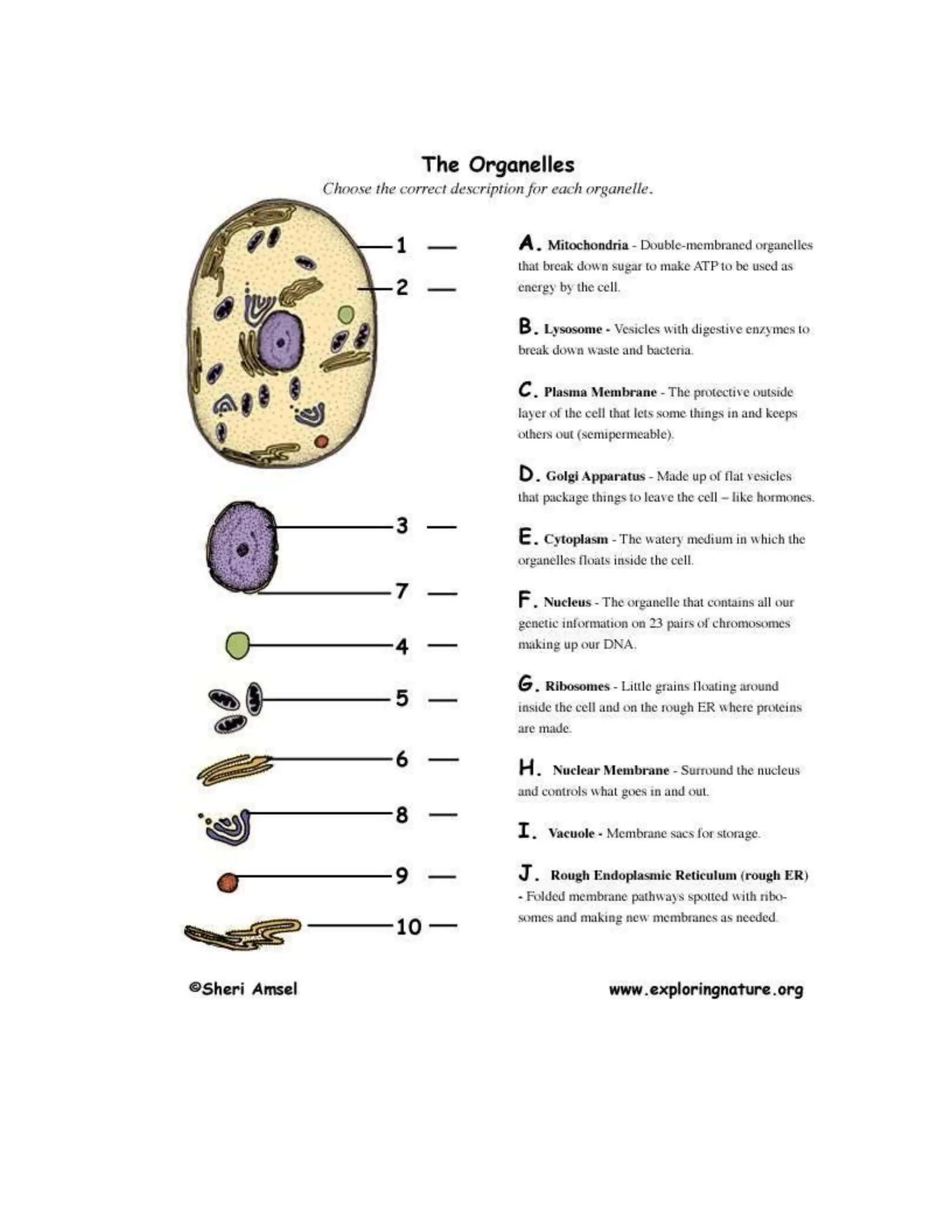 cell structure revision questions.do cx | DOCX | Biological Sciences ...