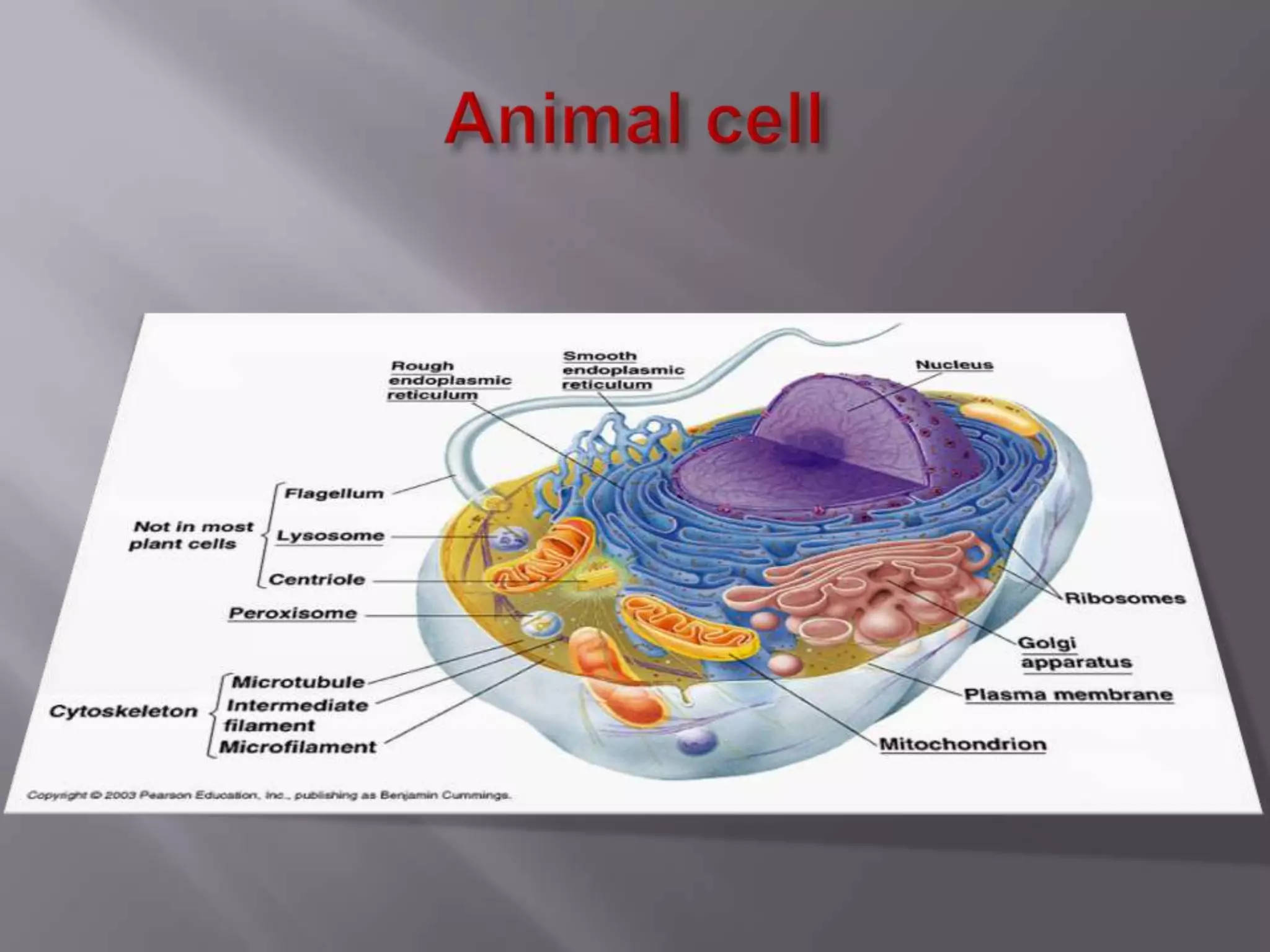 Cell structures | PPTX | Biological Sciences | Science