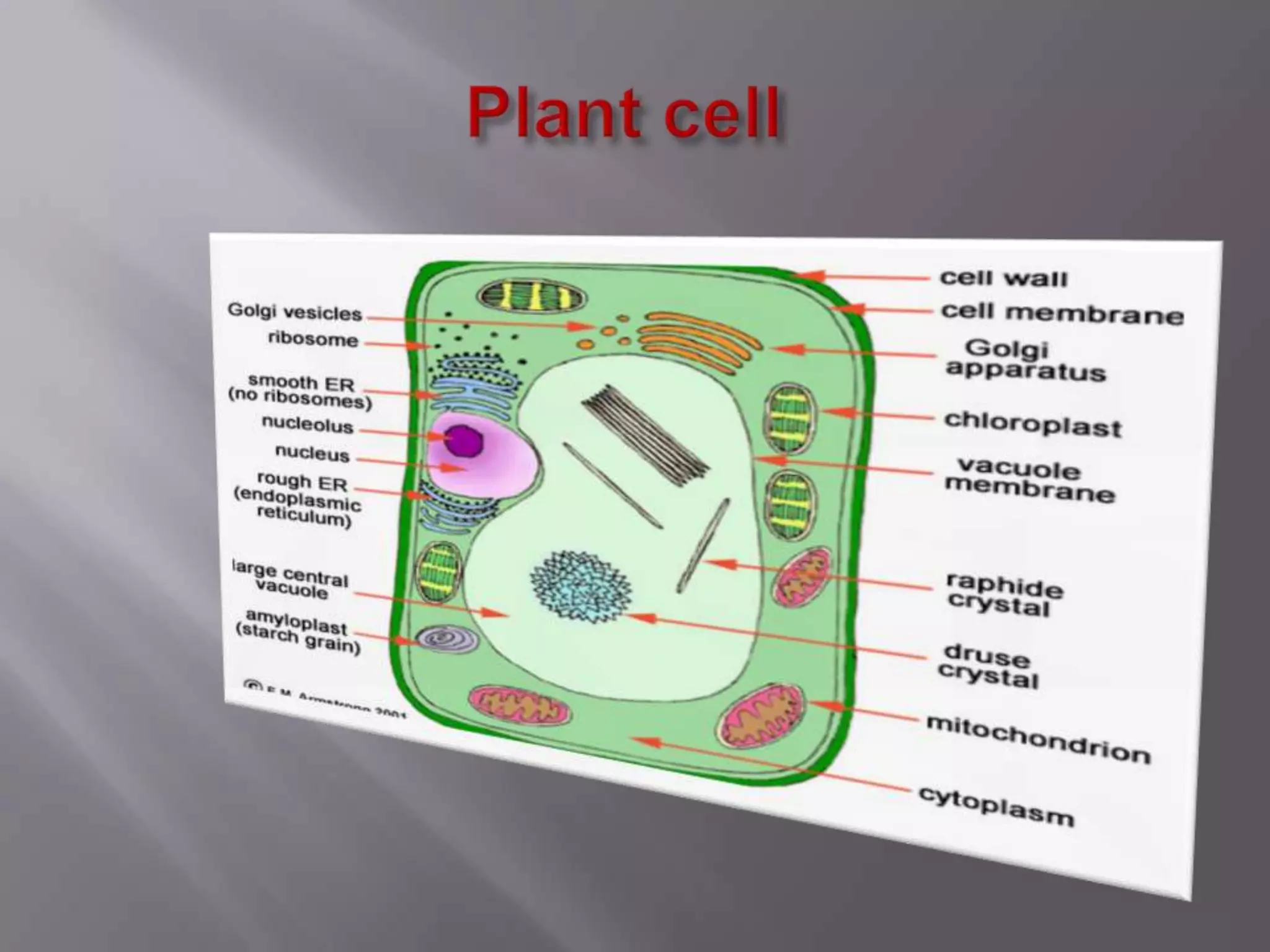 Cell structures | PPTX | Biological Sciences | Science