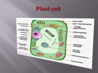 Cell structures | PPTX