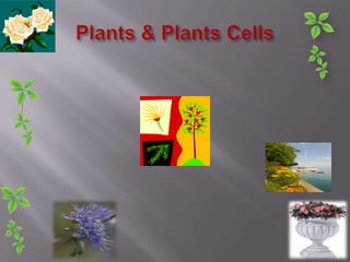 Cell structures | PPTX