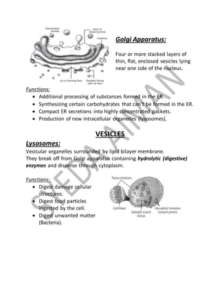 Cell structures.docx