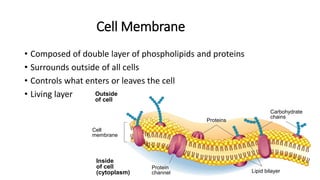 Cell Structures and Functions In pathology.pptx