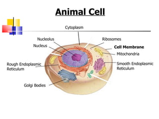 Cell Structures, Functions And Transport | PPT