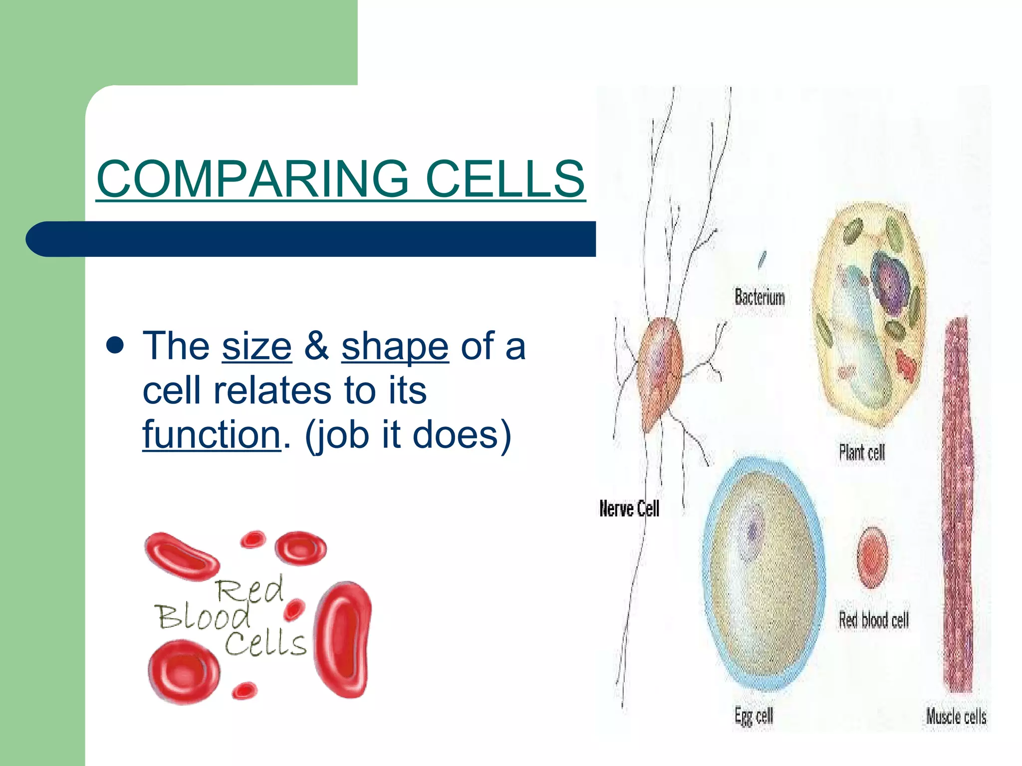 Cell Structures Lesson1 | PPT | Biological Sciences | Science