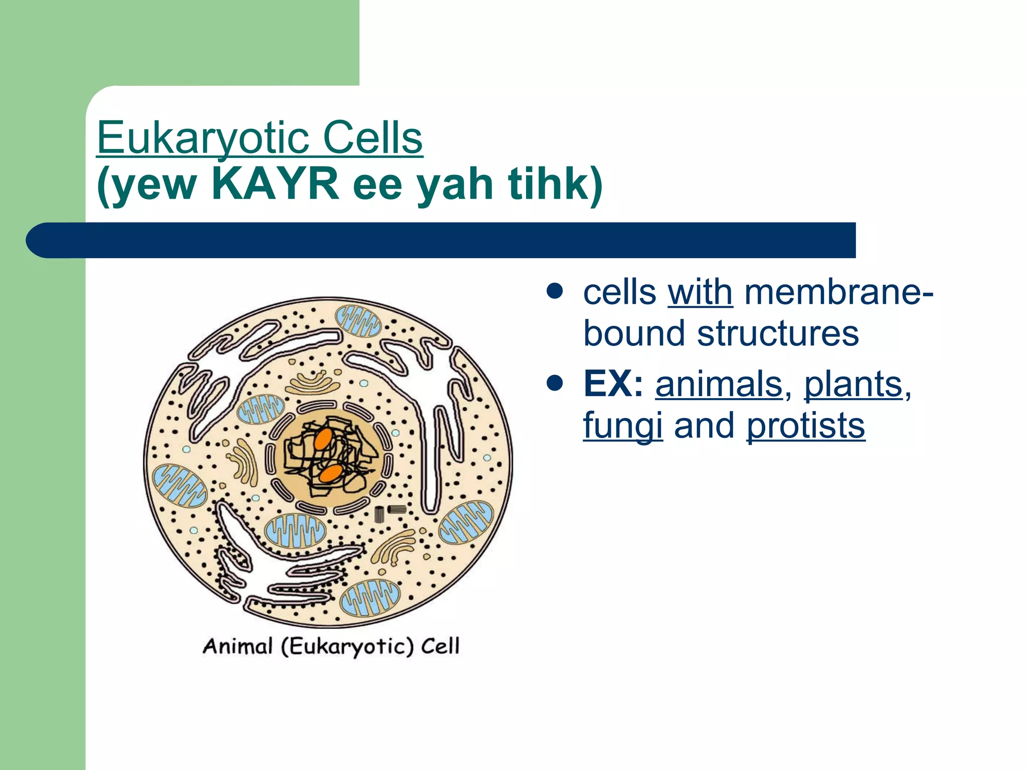 Cell Structures Lesson1 | PPT