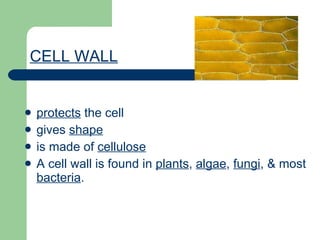 Cell Structures Lesson1 | PPT | Biological Sciences | Science