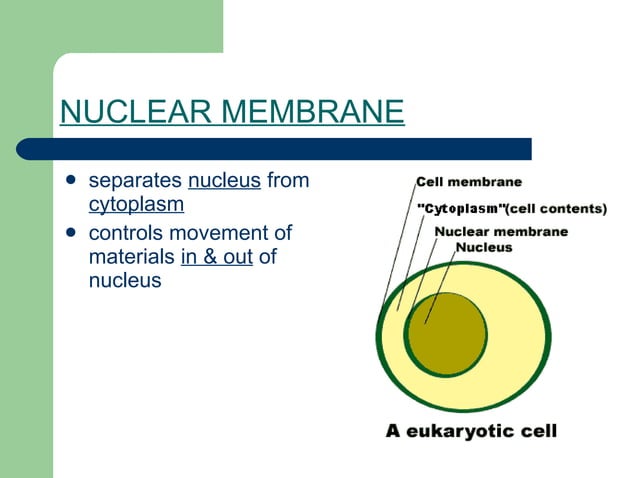 Cell Structures Lesson1 | PPT | Biological Sciences | Science