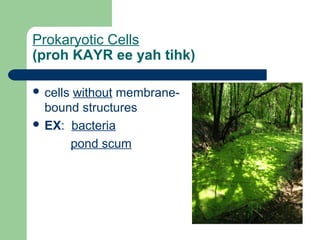 Cell structures lesson1 | PPT