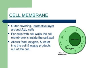 Cell structures lesson1