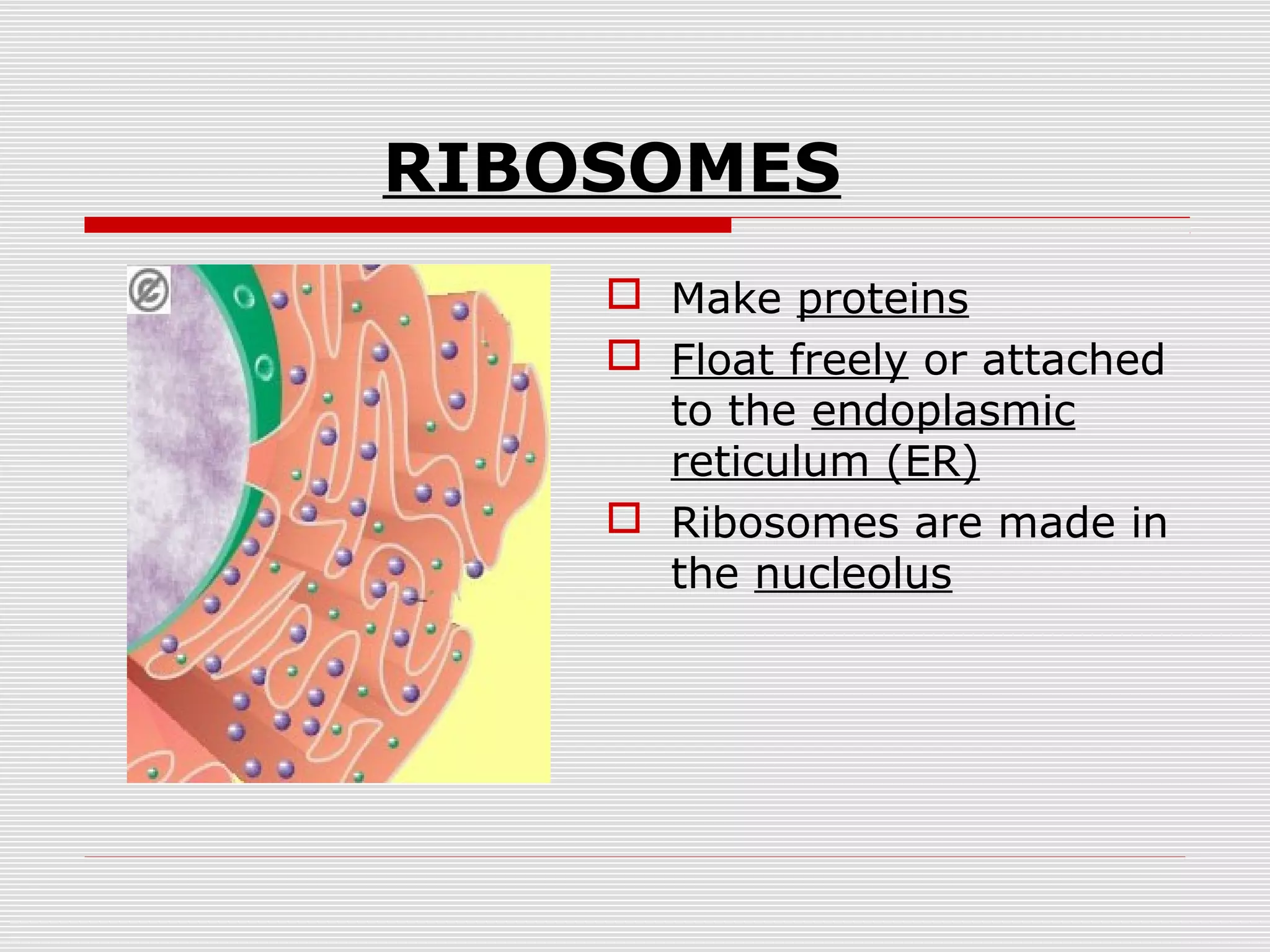 Cell structures lesson2 | PPT