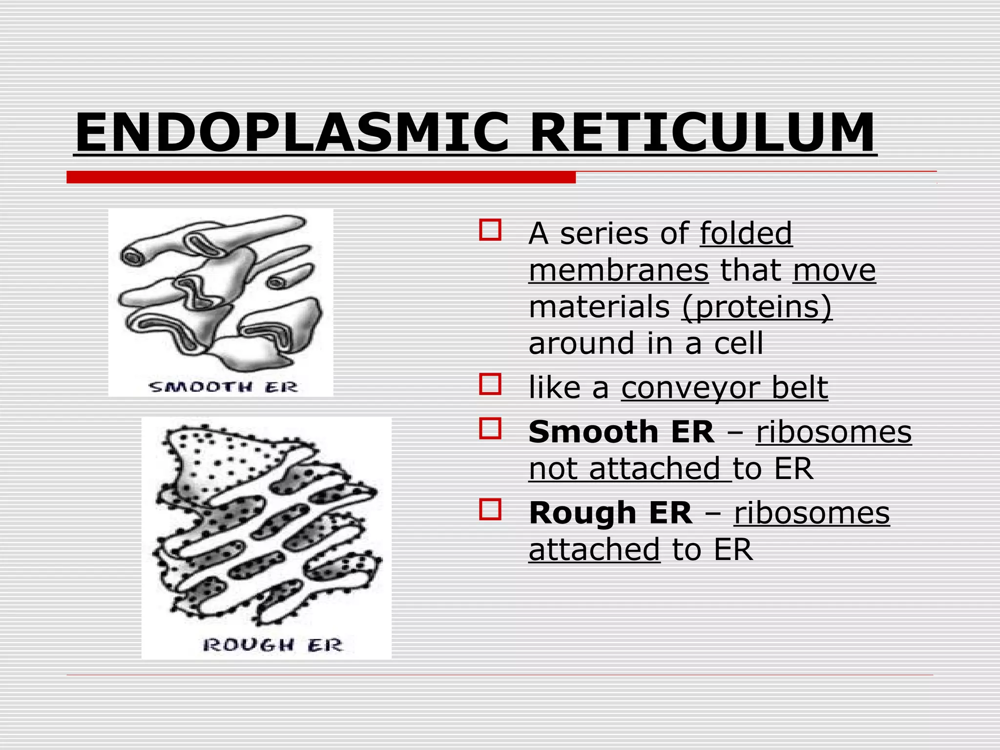Cell structures lesson2 | PPT