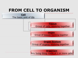 Cell structures lesson2 | PPT