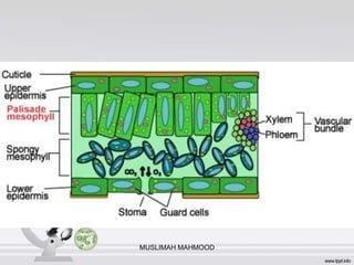 Mesophyll Cell Structure