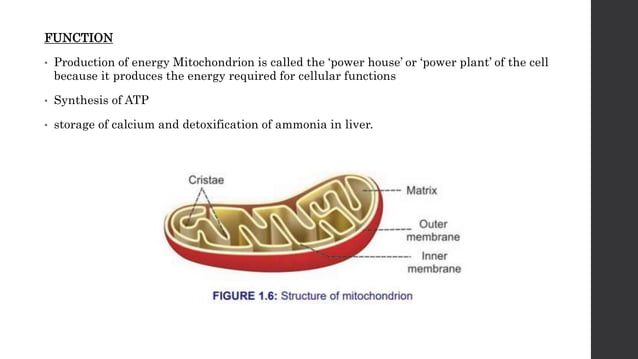 Cell structure slideshare.pptx Unlocking the Secrets of Cells: Structure, Function, and Beyond ...