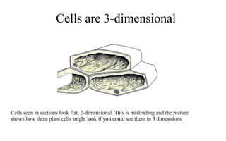 Cell structure, wk | PDF