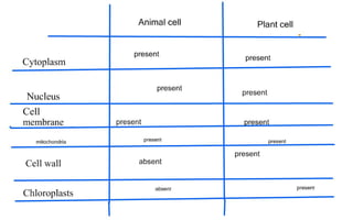 Cell structure, wk | PDF