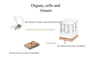 Cell structure, wk | PDF