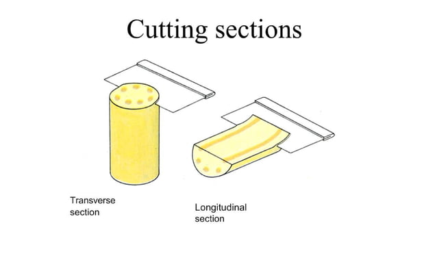 Cell structure, wk | PDF