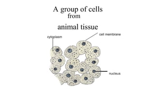 Cell structure, wk | PDF