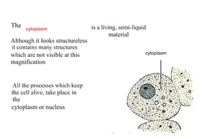 Cell structure, wk | PDF