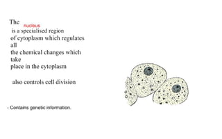 Cell structure, wk | PDF