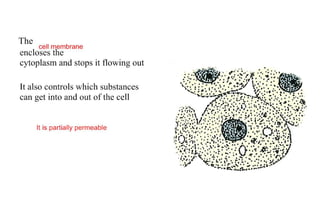 Cell structure, wk | PDF