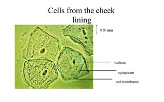 Cell structure, wk | PDF