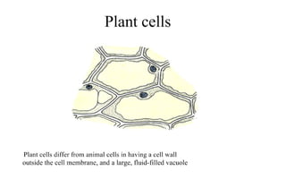 Cell structure, wk | PDF